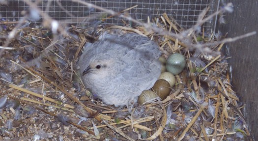 King Quail | KathyW's WebSite